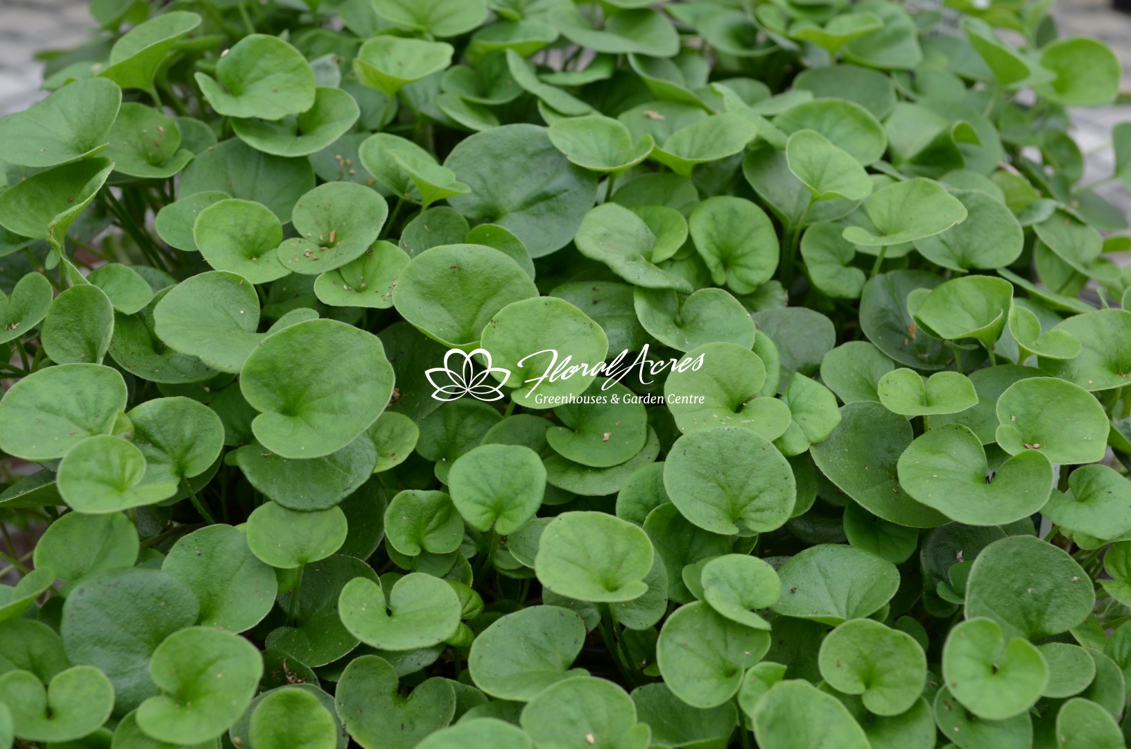 Dichondra Emerald Falls | Floral Acres